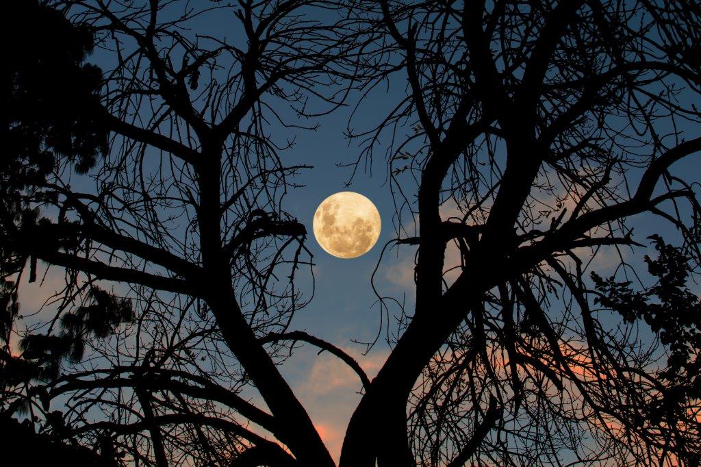 The moon and the tree – wwfsa
